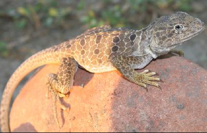 Crotaphytus reticulatus | SWCHR