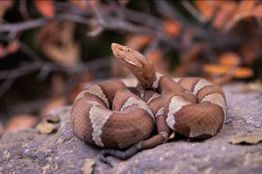 2022 – Frank Portillo – A. c. pictigaster – Jeff Davis Co TX | SWCHR